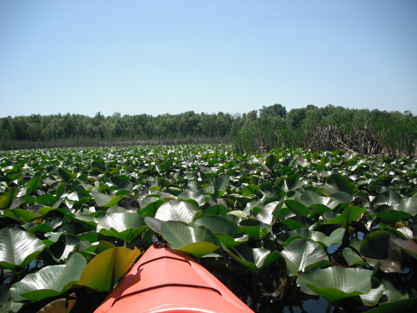 KAYAKING SOUTHWEST MICHIGAN – A GUIDE TO KAYAKING AND KAYAKING DESTINATIONS